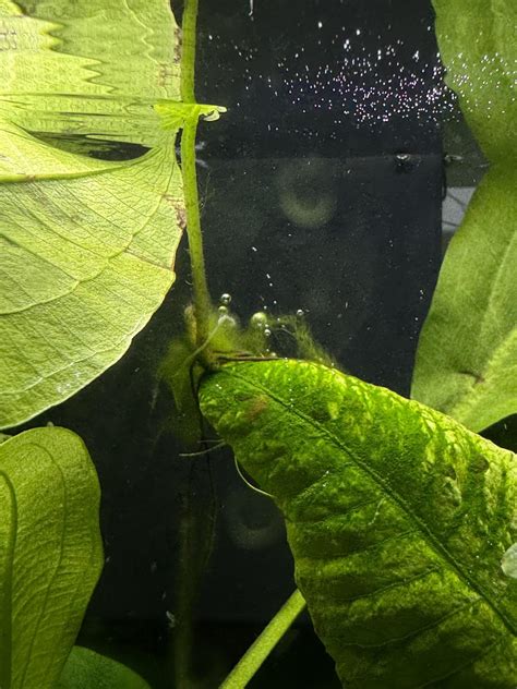 What Is Growing On My Java Fern Propagation Rplantedtank