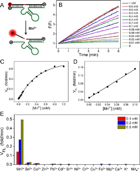 Design Activity And Selectivity Of The 11 5 Dnazyme Based Turn On
