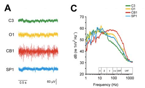 Can You Measure Eeg In The Cerebellum Sapien Labs Shaping The