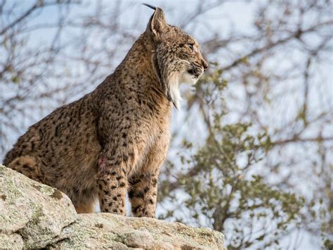 Conociendo Los Distintos Tipos De Linces Un Viaje Fascinante