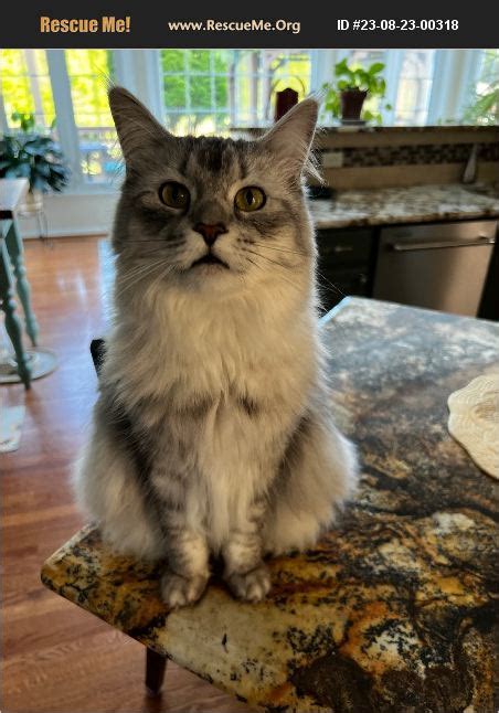 Adopt 23082300318 ~ Maine Coon Rescue ~ Newark De