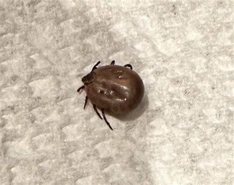 Tick Id Request Rwhatsthisbug