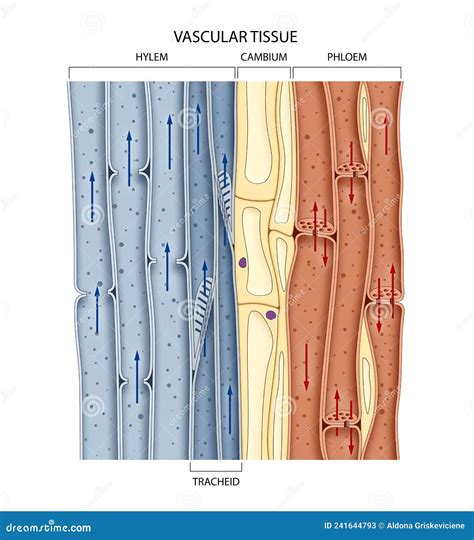 Plant Vascular Tissue Under Microscope View Royalty Free Stock Image