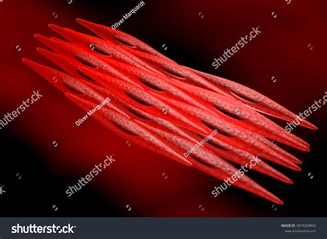 3d Rendered Illustration Nonstriated Myocyte Smooth Stock Illustration 1874268802 Shutterstock