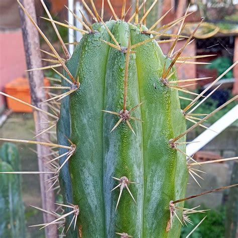 Home Freaky Cacti