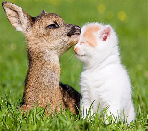 مجموعه عکس گربه ناز برای پروفایل و بک گراند گوشی ستاره