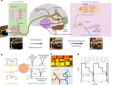 Artificial Neuron Merges Dram With Mos₂ Circuits To Better Emulate Brain Like Adaptability