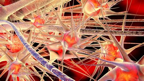 Neuronales Netz Stock Abbildung Illustration Von Biologie 15786604