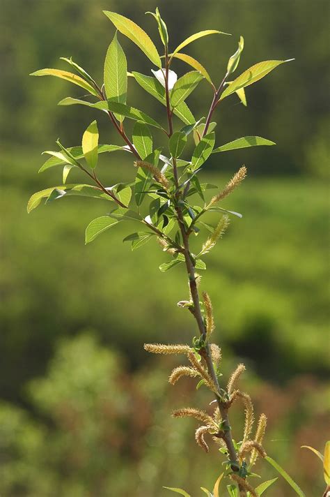 버드나무 버드나무의 효능