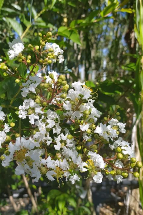 Lagerstroemia Indica Nivea Vivaio Online EGarden