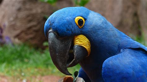 Macaw Bird Coloring Page
