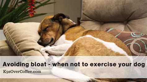 Can A Dog Get Bloat From Drinking Too Much Water