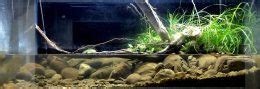 Laonong River Kaohsiung Taiwan 85 L Biotope Aquarium