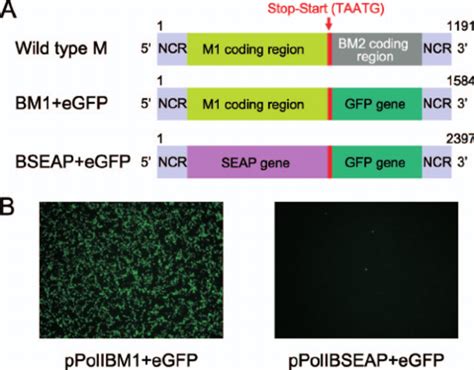Expression Of Egfp From Bm Mutant Constructs A Schematic Diagram Of