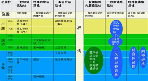脑干的灰质3