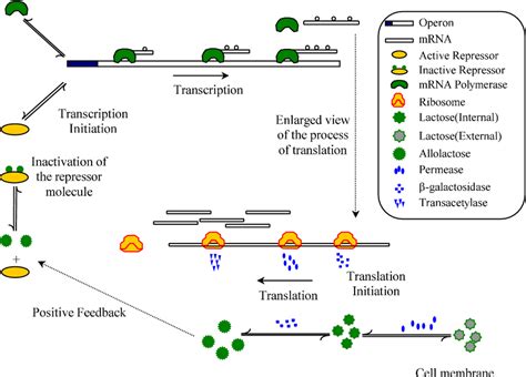 45 Lac Operon Diagram Erynmarkuss