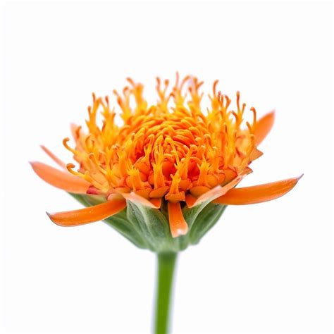 Premium Ai Image Isolated Mini Orange Flower