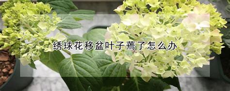 绣球花有毒为什么还养 发财农业网