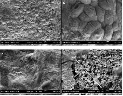 Sem Microstructure Observation On Matured Granular Sludge A Coccoid Download Scientific