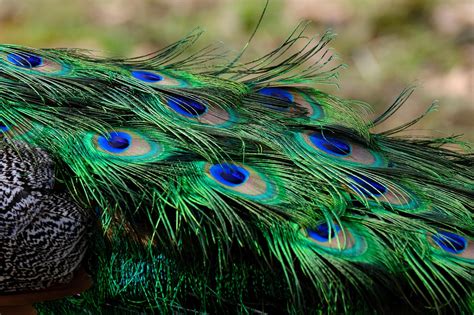 70000 Free Female Peacock And Peacock Images Pixabay