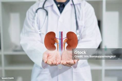 신장을 들고 있는 의사 장기 기증 또는 자선의 개념 병원 해부학 진단 암 질병 기증자 지원 생명과 가족의 진단 건강 관리 복사 공간이 있는 보험 배너 0명에 대한 스톡 사진