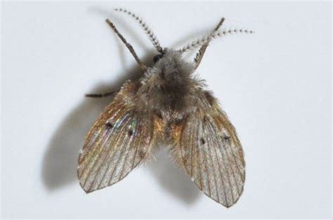 How To Get Rid Of Small Flies In My Bathroom Artcomcrea