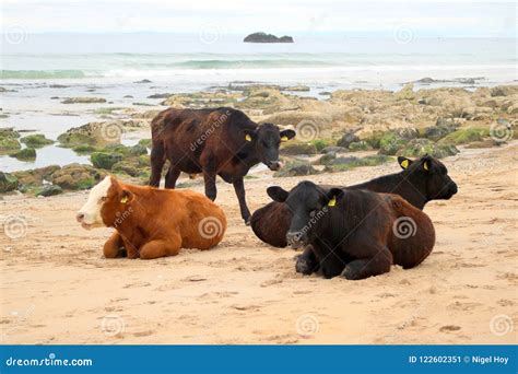 Kühe Auf Strand Stockfotos und Bilder Laden Sie 788 lizenzfreie Fotos