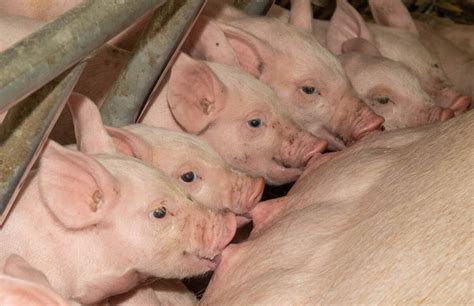 В Суземском районе увеличилось производство мяса