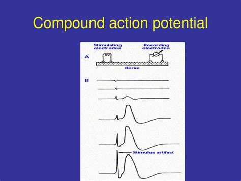Experimental Methods In Nerve Muscle Physiology Ppt Download
