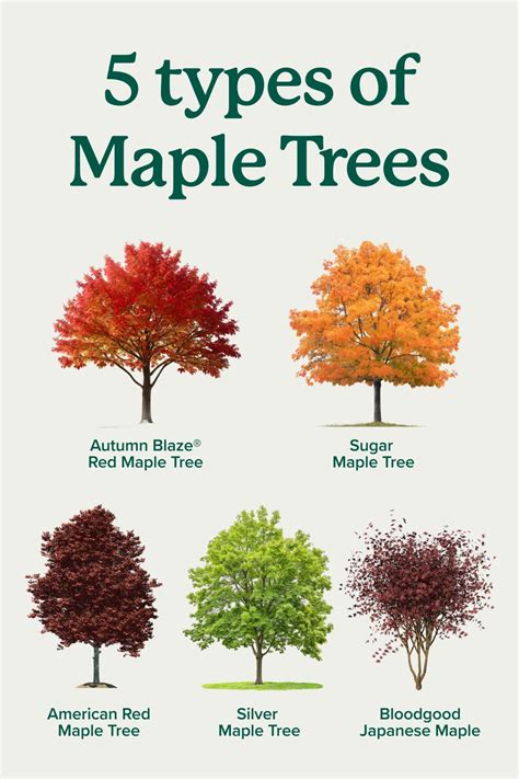 5 Types Of Maple Trees Artofit