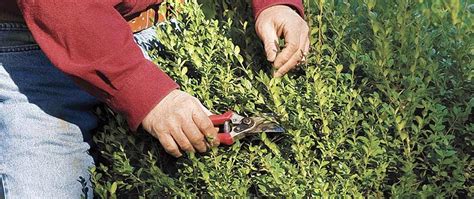 Dormancy Pruning And Why It S Important Sharp Lawn Care Blog