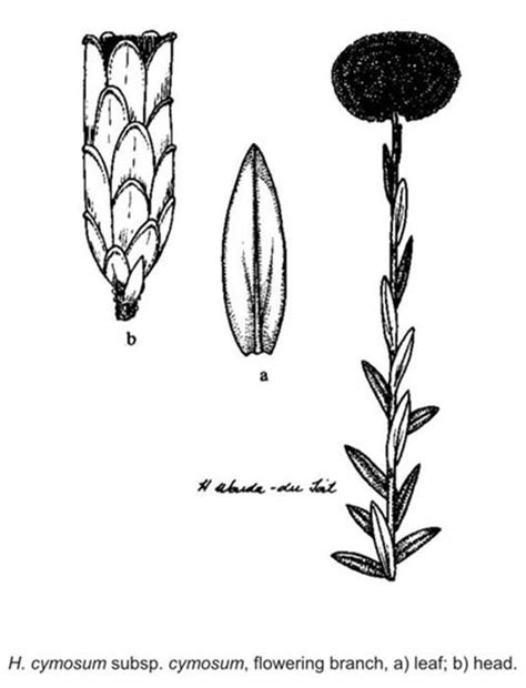 Factsheet Helichrysum Cymosum Subsp Cymosum