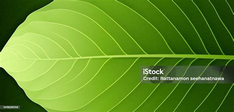 Tekstur Daun Hijau Latar Belakang Alam Desain Grafis Daun Hijau Cerah Cocok Untuk Sampul Latar