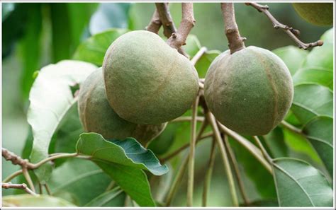 Kukui Tree Boxed 600x V 1694982823
