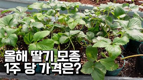 하우스 33동 딸기육묘 사장님의 좋은 모종 고르는 법 Youtube