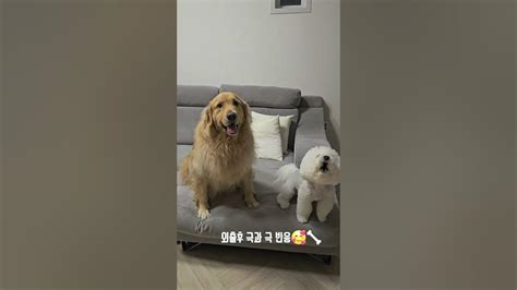 비숑프리제 골든리트리버 브라운천재 Youtube