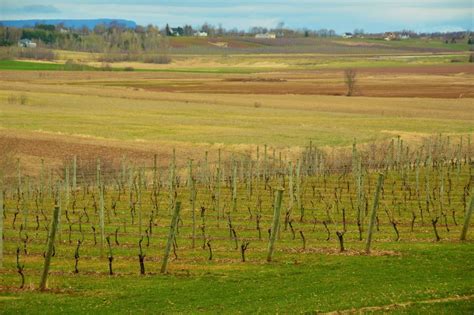 9 Best Wolfville Wineries You Wont Want To Miss I Boutique Adventurer