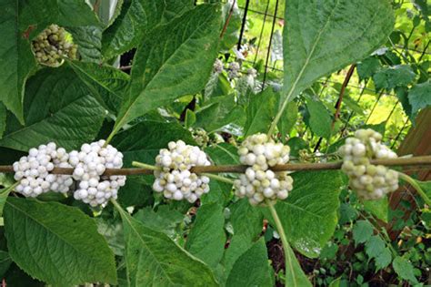 Callicarpa Dichotoma Albifructus White Beautyberry 25 Seeds