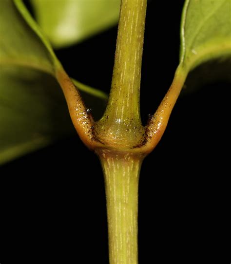 Arthrophyllum Jackianum Cerlin Ng Flickr