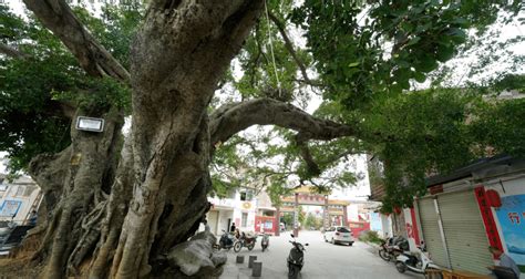 兴业有一棵长了400多年的古榕树，快来看看你见过吗？龙安村