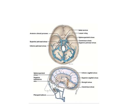 Cavernous Sinus Anatomy And Clinical Significance Ppt