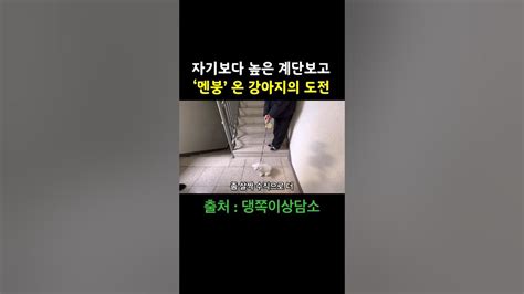 새끼 강아지 생애 첫 계단 올라가기 훈련 Youtube