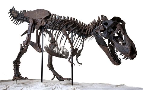 Texas Gets Prehistoric With Two New Fossil Halls The New York Times