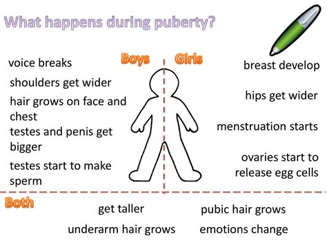 What Happens During The Puberty And Adolescence Ppt Download