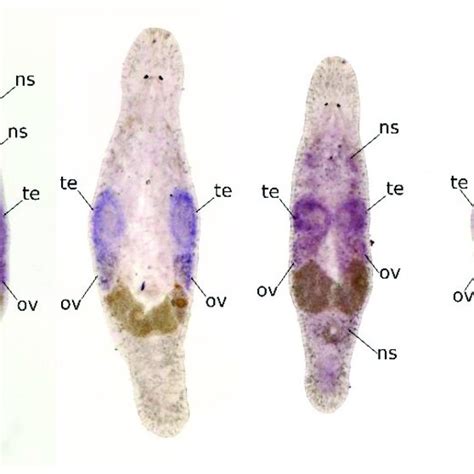 Expression Pattern Of Mlig Skp1 Mrna Obtained By Whole Mount In Situ