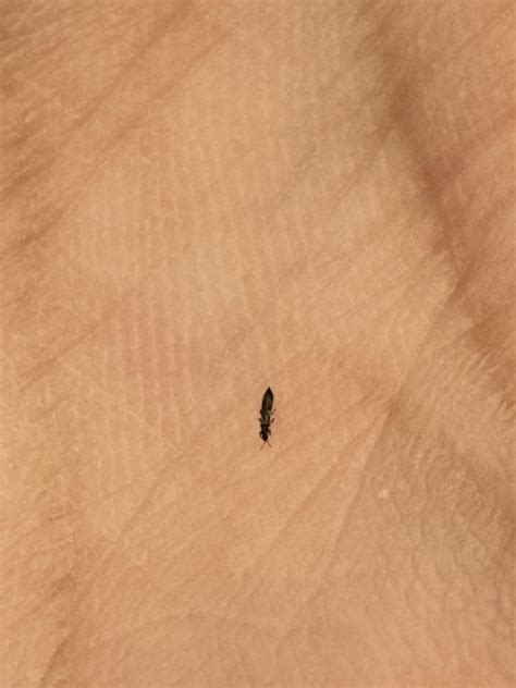 Please Help Identify Rtermites