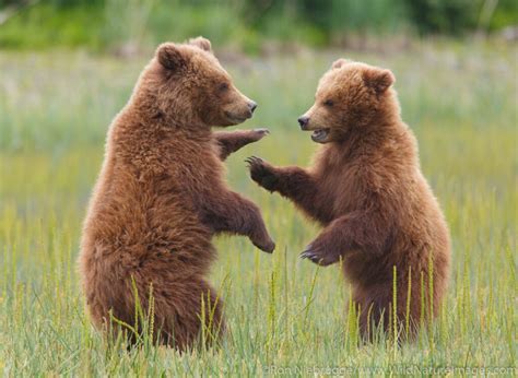 Who Is Pookie Bear