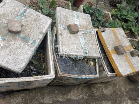 住宅楼顶违建和大面积种菜 重庆网络问政平台
