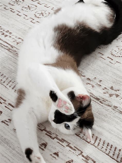 My Derpy Girl Rsnowshoecats