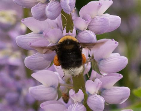 Western Bumble Bee Bombus Occidentalis Bumble Bees Of Washington
